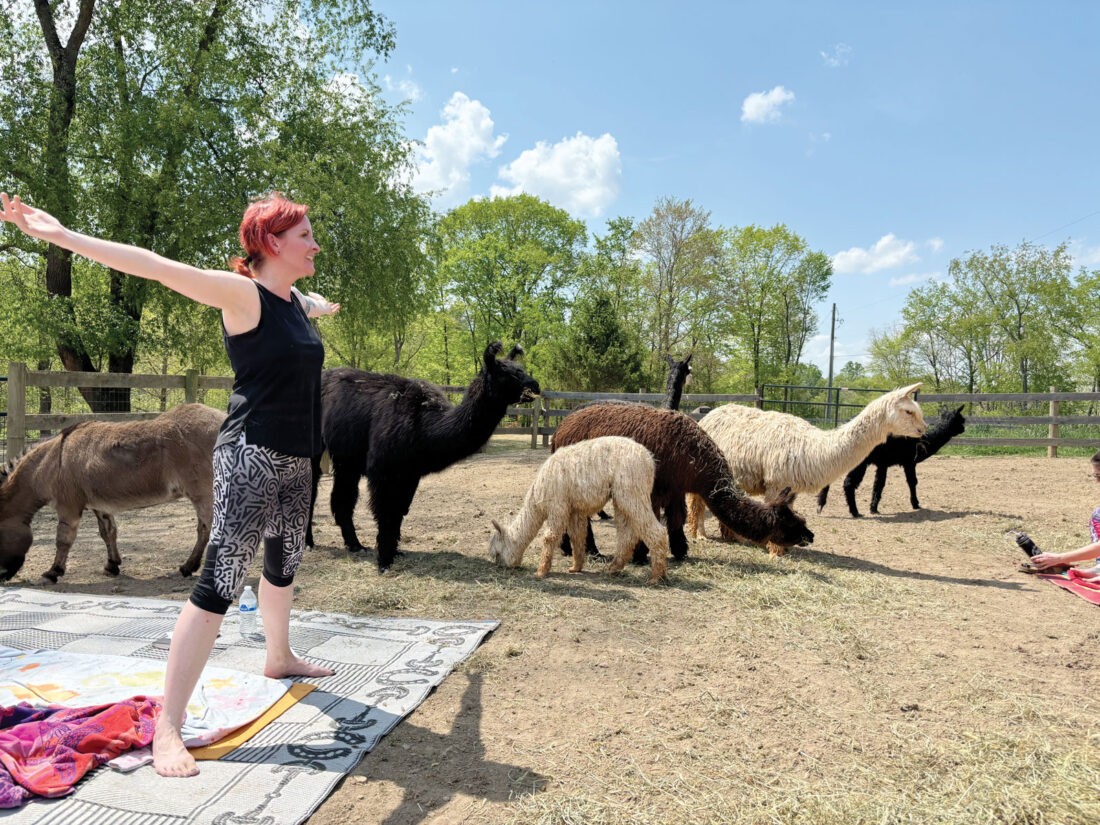 Yoga class gets up close with alpacas | News, Sports, Jobs - Marietta Times